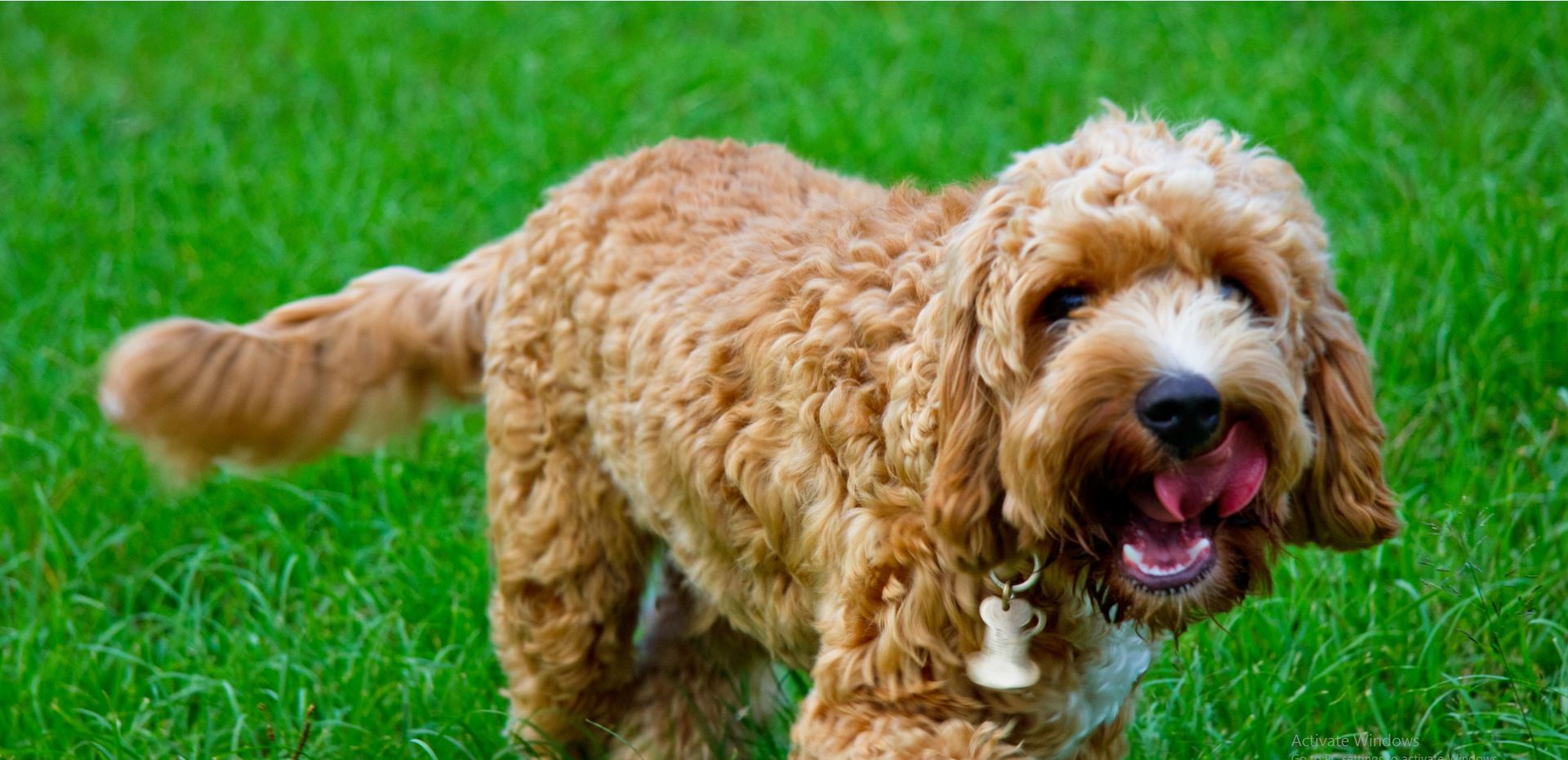 Chronicle seeks Jewish dogs, charoset recipes and more | Wisconsin ...